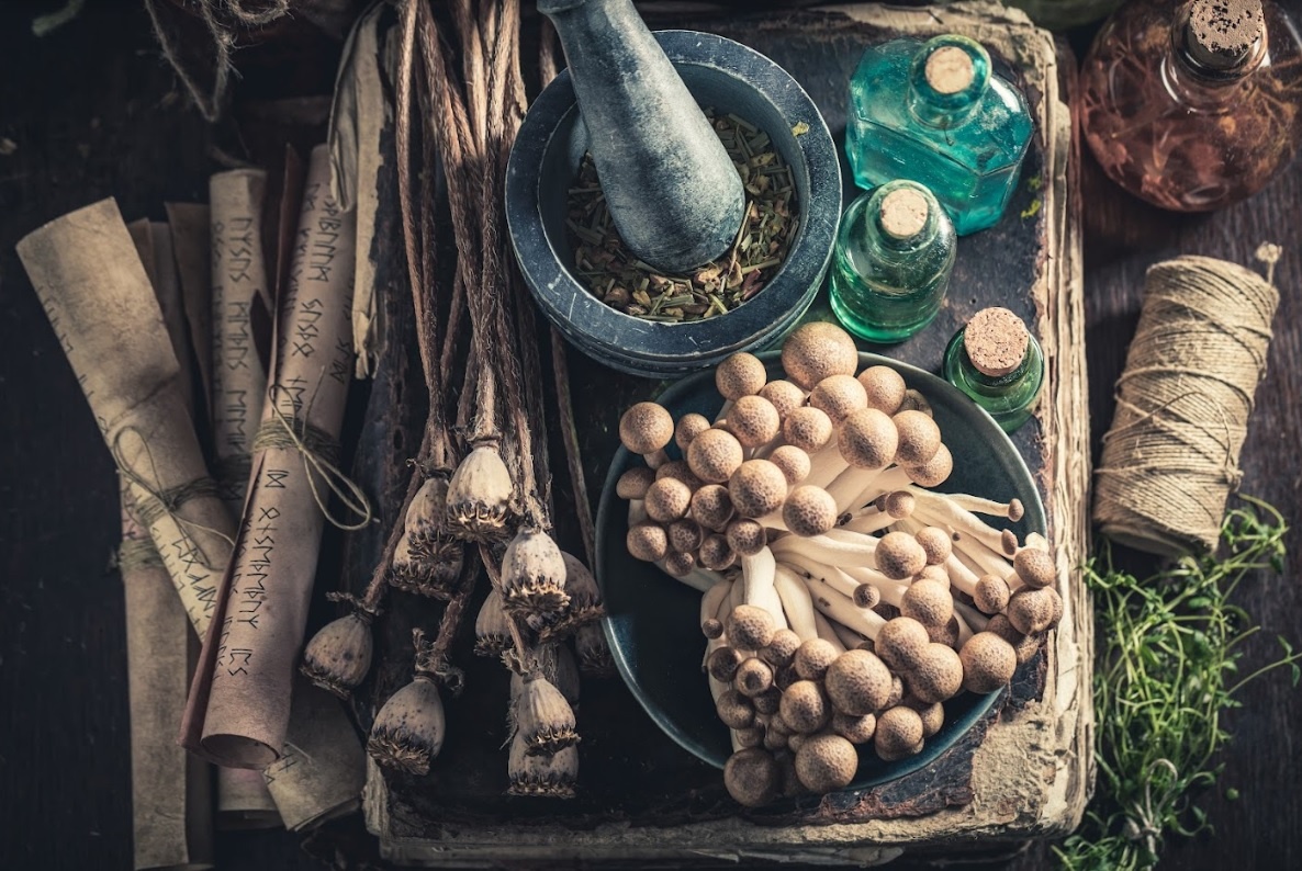 8 Medicinal Mushrooms In Australia To Help Improve Your Health