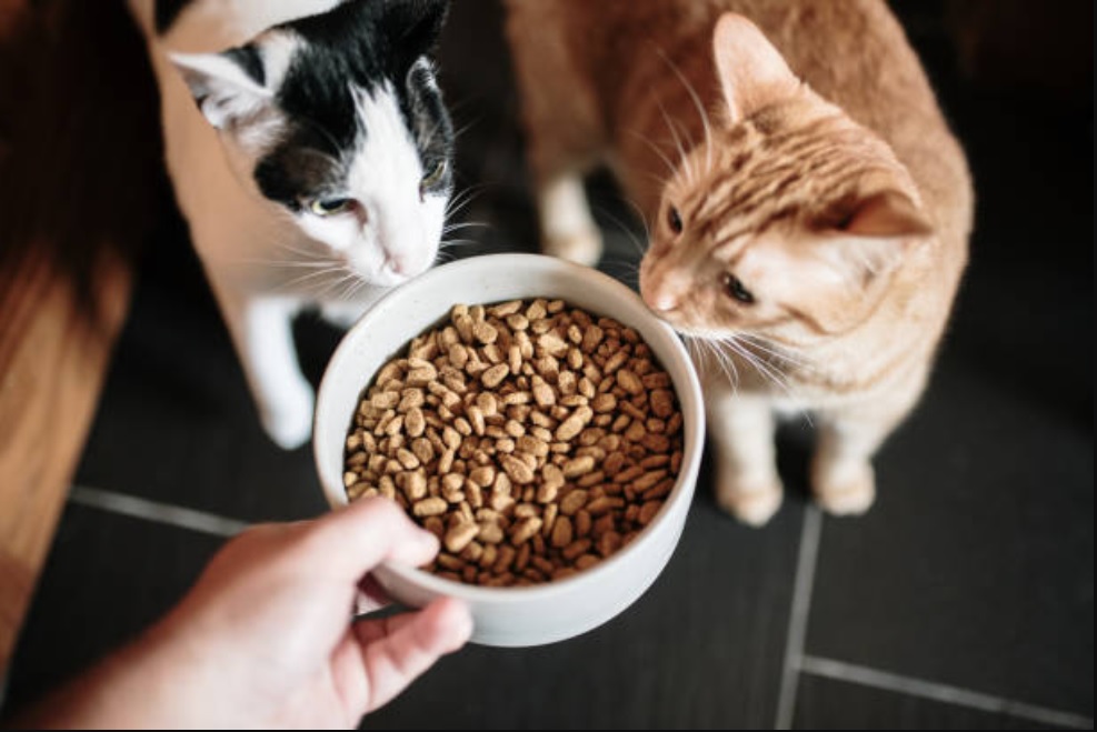 5 Main Benefits of Soy in Your Pet's Food