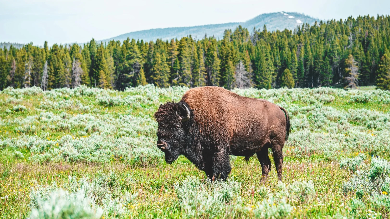 How Bison Organ Supplements Could Support Heart and Brain Health Naturally